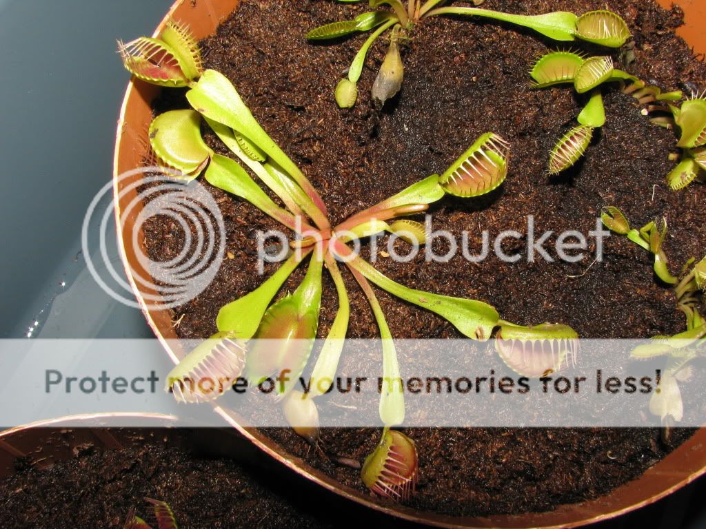 If-'Looks' Said-it-ALL ... They'd-be DEAD!!! >(*U^)