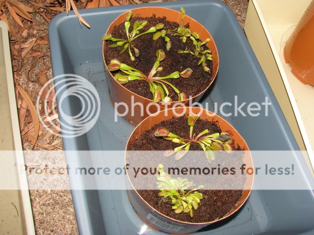 If-'Looks' Said-it-ALL ... They'd-be DEAD!!! >(*U^)