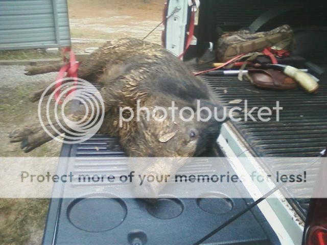 Minimum Caliber for Feral Pigs | The Muzzleloading Forum