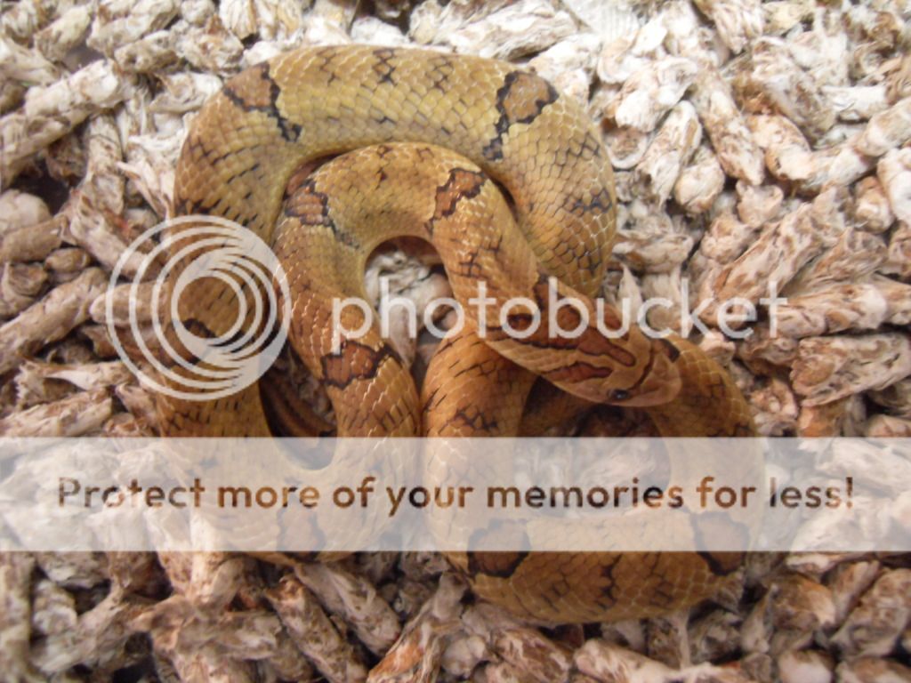 Something different. cantor's kukri snake (Oligodon cyclurus) | Reptile ...