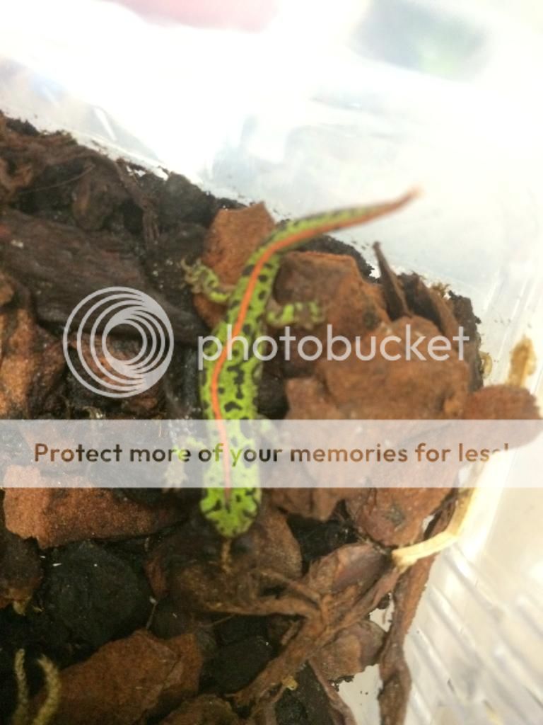 W Midlands - Pygmy marbled newt (Triturus pygmaeus) | Reptile Forums