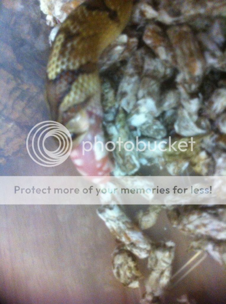 Something different. cantor's kukri snake (Oligodon cyclurus) | Reptile ...