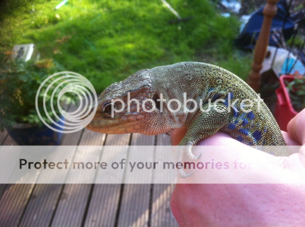 W Midlands - Euopean eyed lizard (timon lepidus) breeding pair ...