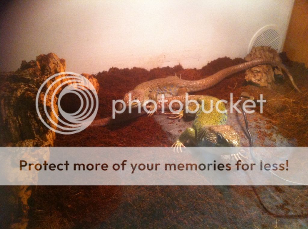 W Midlands - Euopean eyed lizard (timon lepidus) breeding pair ...