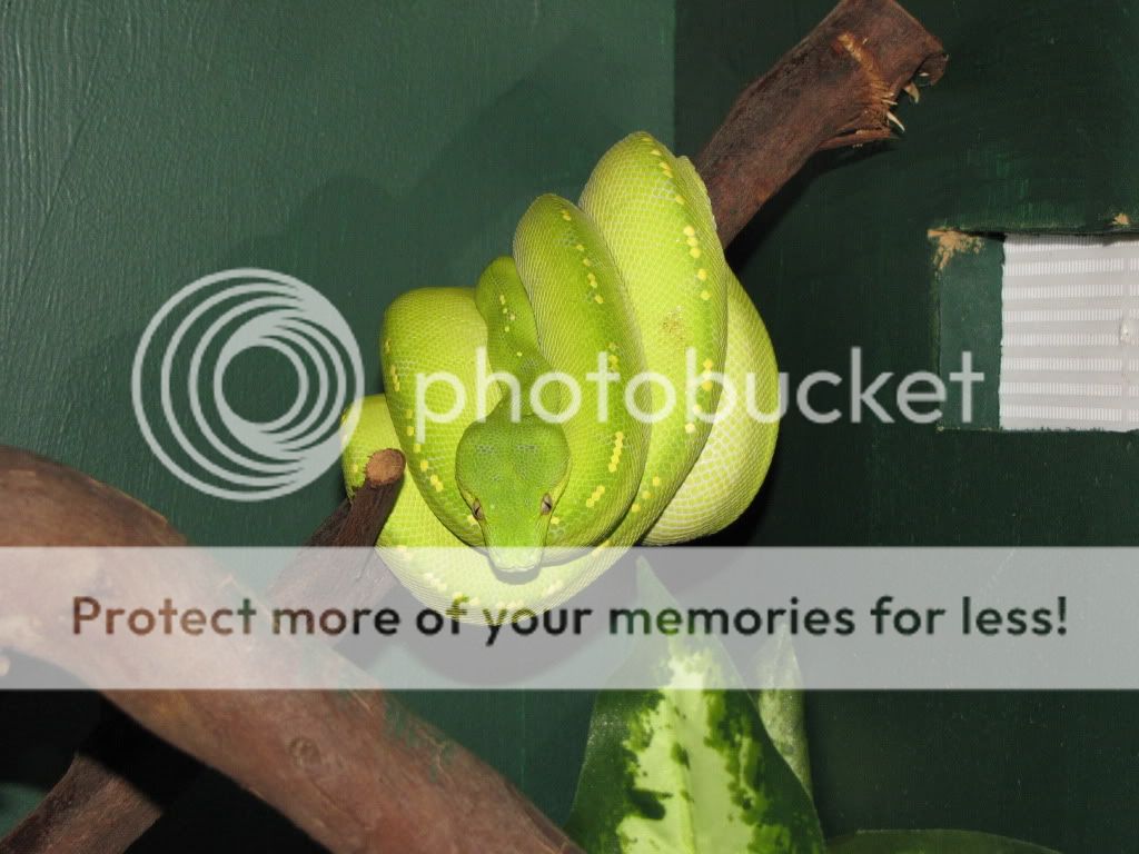 General Questions about GTP/Green Tree Pythons | Aussie Pythons ...