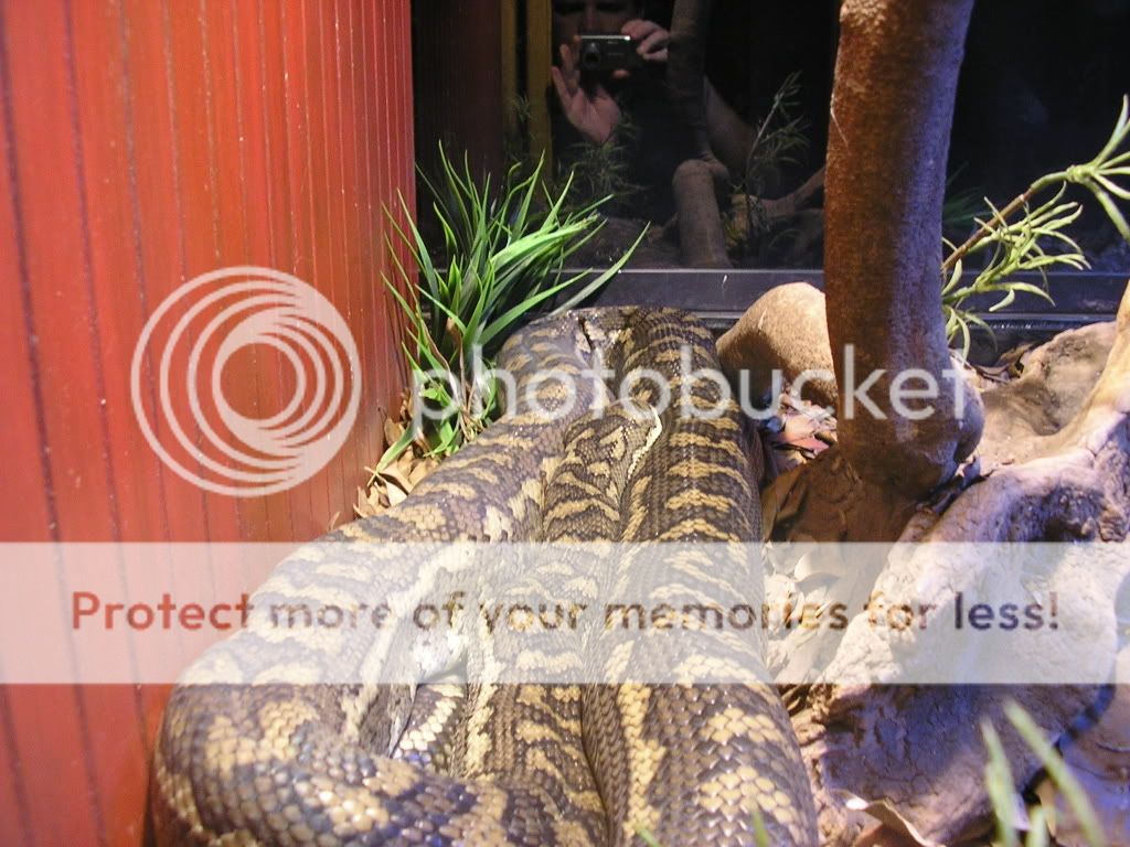 Dream world | Aussie Pythons & Snakes Forum