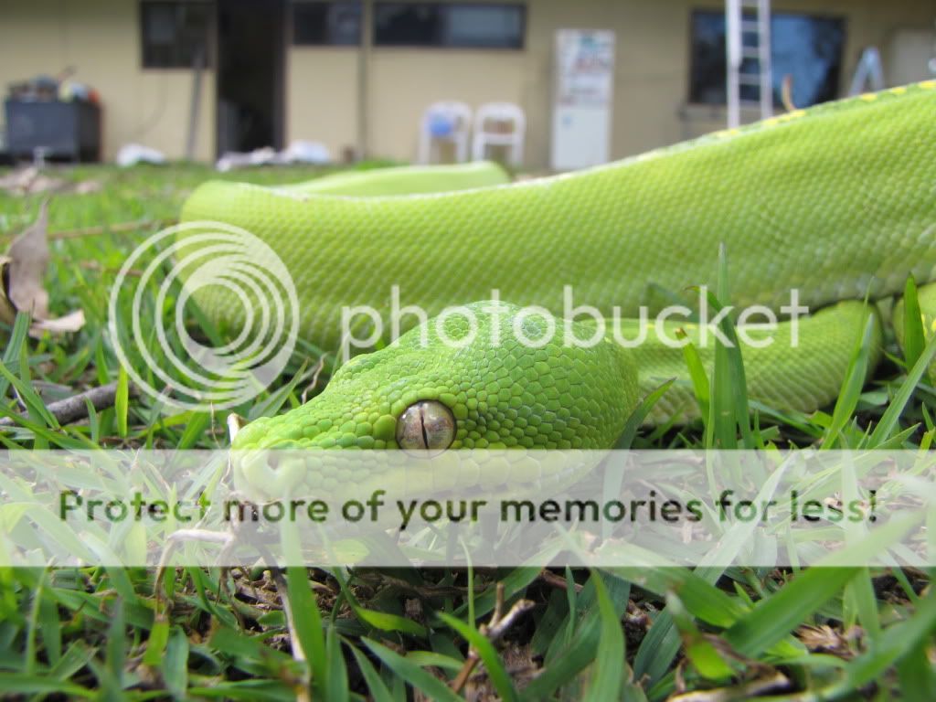 General Questions about GTP/Green Tree Pythons | Aussie Pythons ...