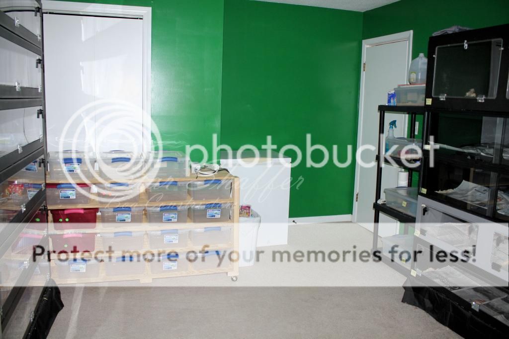 Newest Snake Room Pictures! ---- I know, again. :D - RedTailBoas ...
