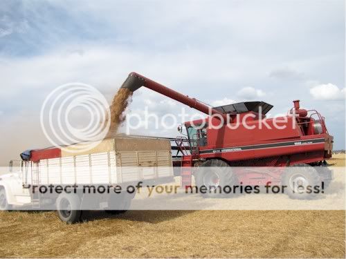 David "Buck" Wheat - JungleKey.com Wiki