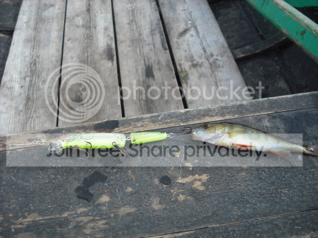 Perch lure sizes | The Lure Forums