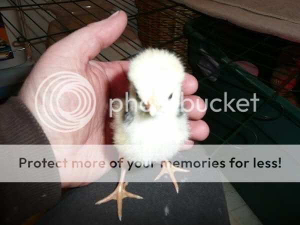 France | BackYard Chickens - Learn How to Raise Chickens