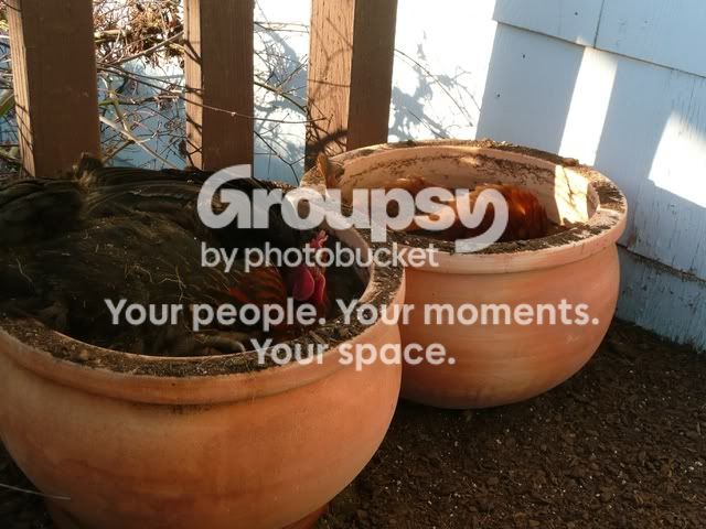 A chicken in every pot *PICS* | BackYard Chickens - Learn How to Raise ...
