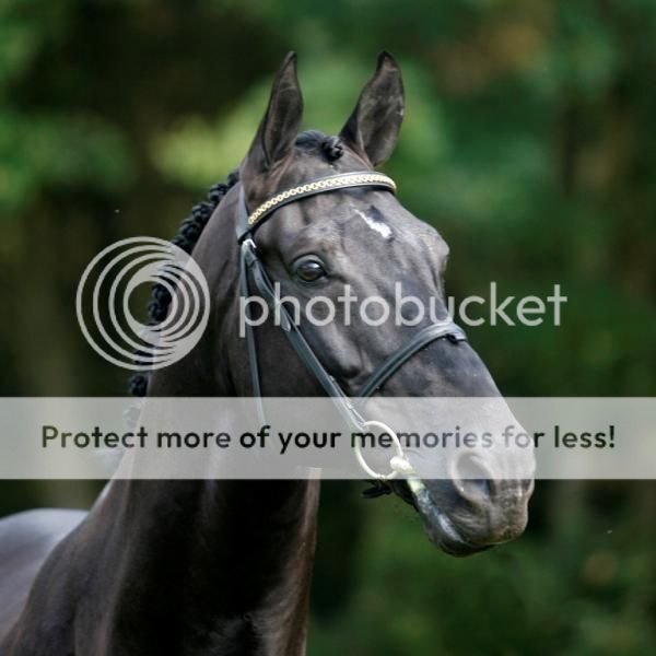 wat vinden jullie van de hengst tolan R • Bokt.nl